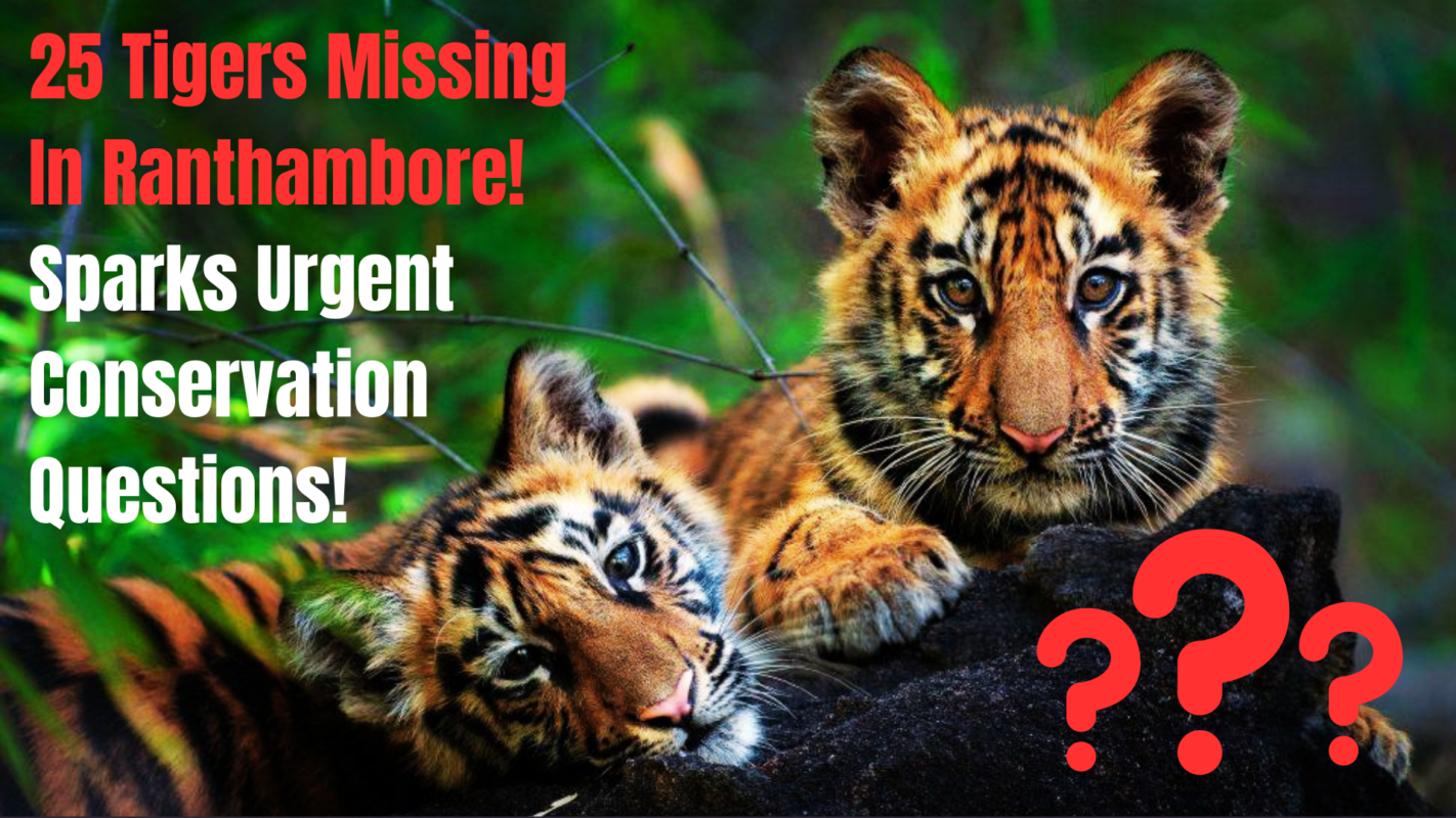 25 Tigers Missing In Ranthambore Sparks Urgent Questions!